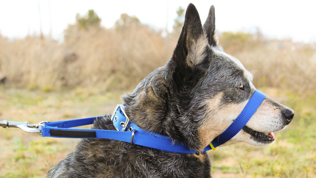 Should I use head halters for dogs? | PetsRadar