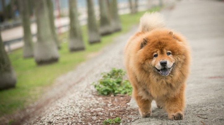 Ten of the hardest dogs to train | PetsRadar