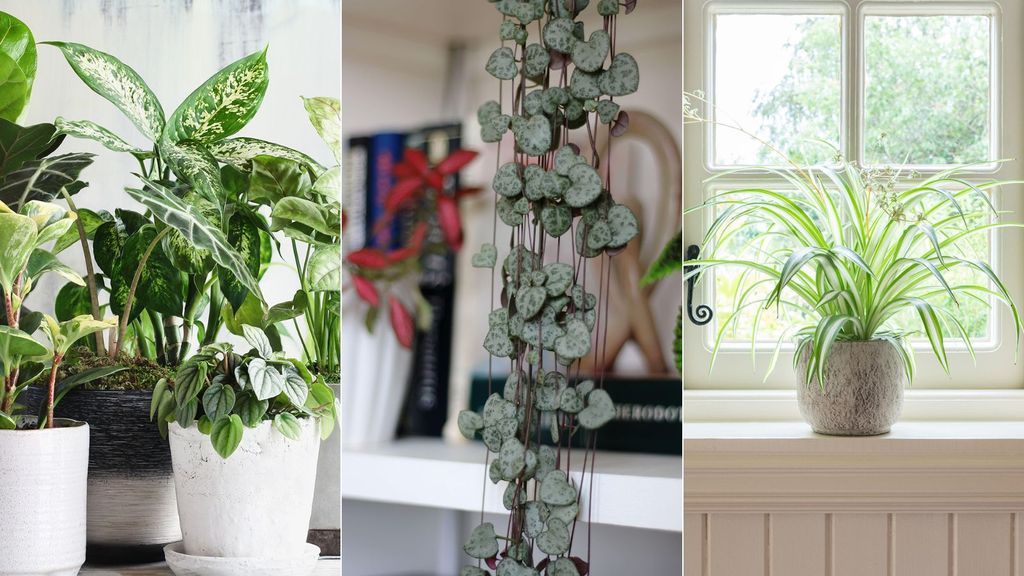 Easy indoor plants: 10 plants for beginners | Homes and Gardens