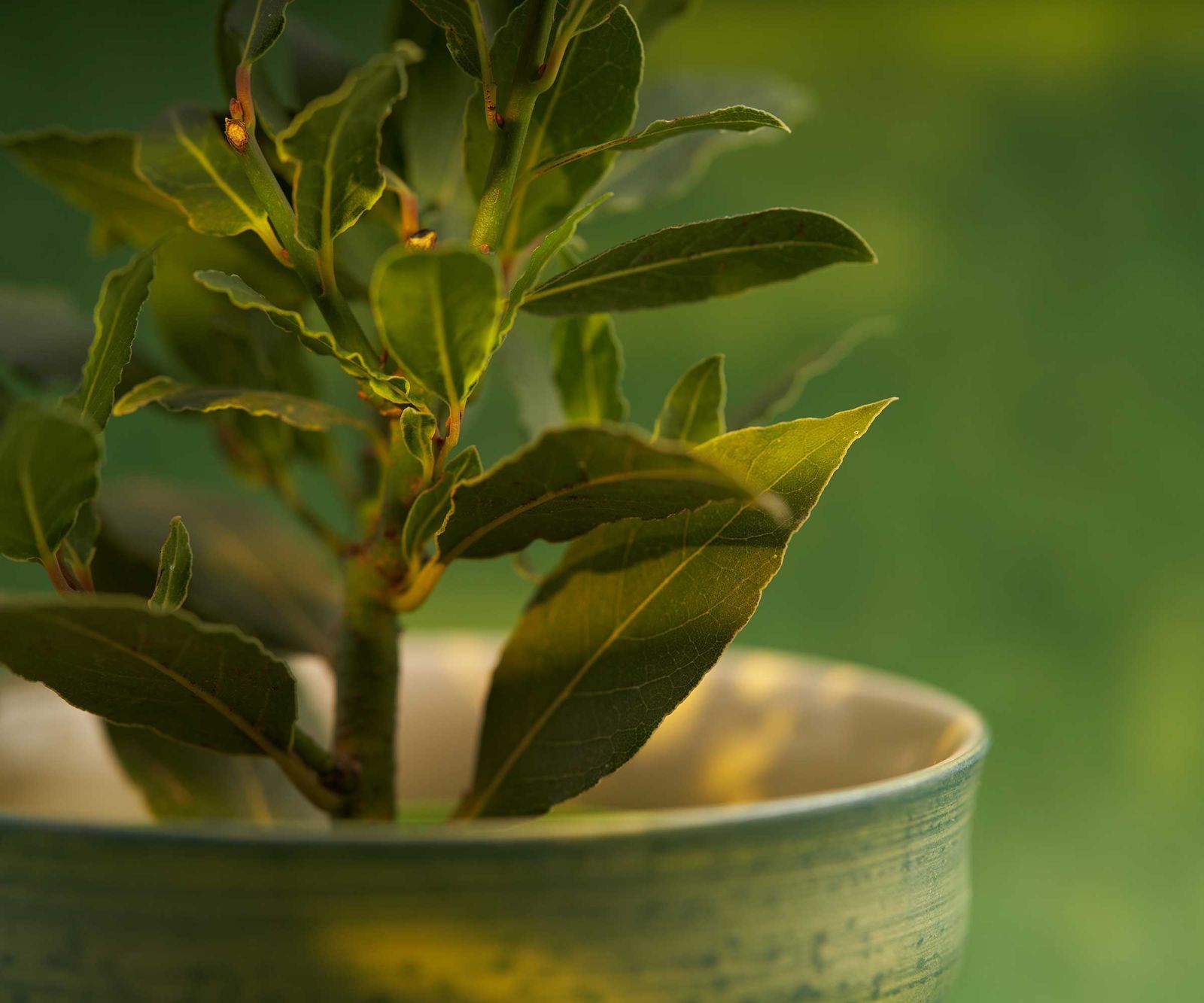 Bay tree problems and solutions: 5 tips for healthy plants | Homes and ...