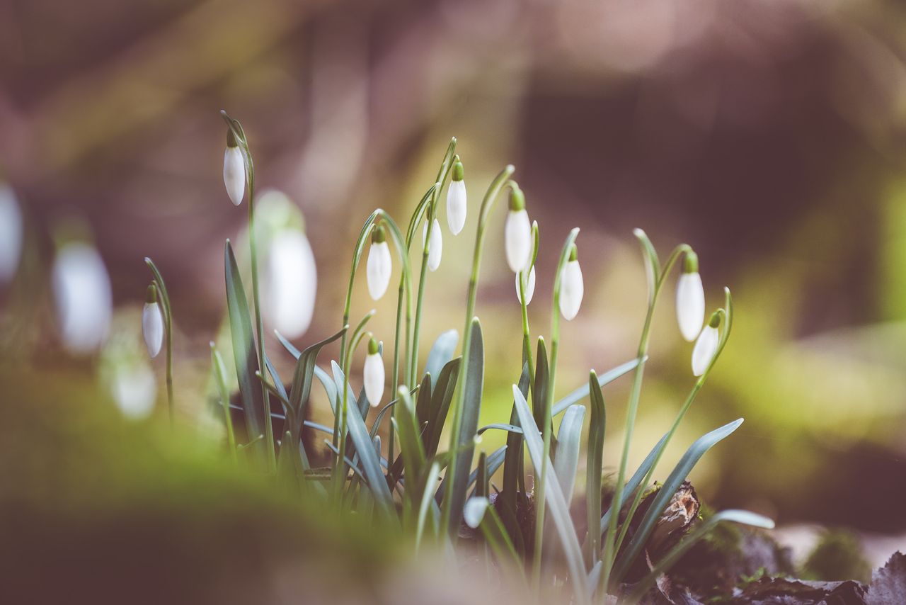 Winter flowers – how to decorate with florals and blooming indoor ...