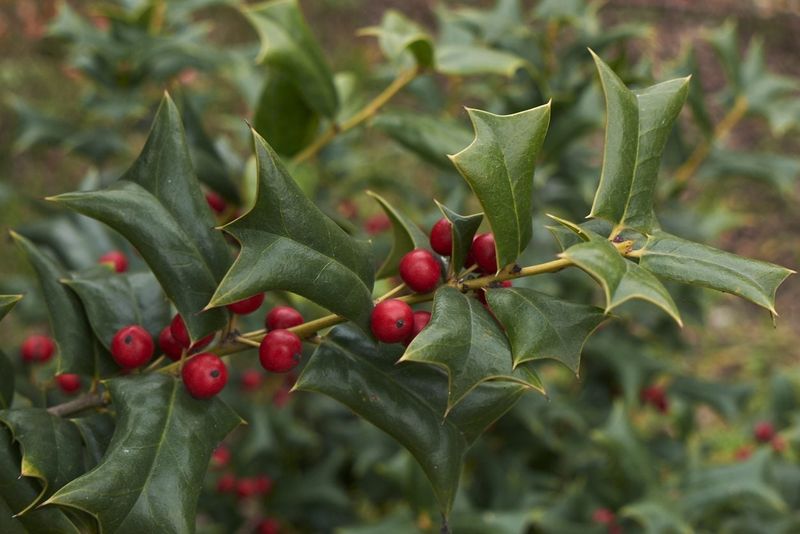 Tips & Information about Holly Bushes | Gardening Know How