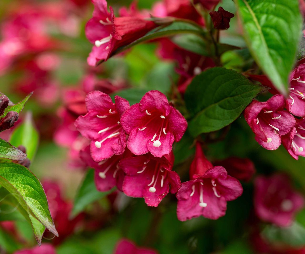 Plants to propagate in July - plus expert tips for cuttings | Homes and ...