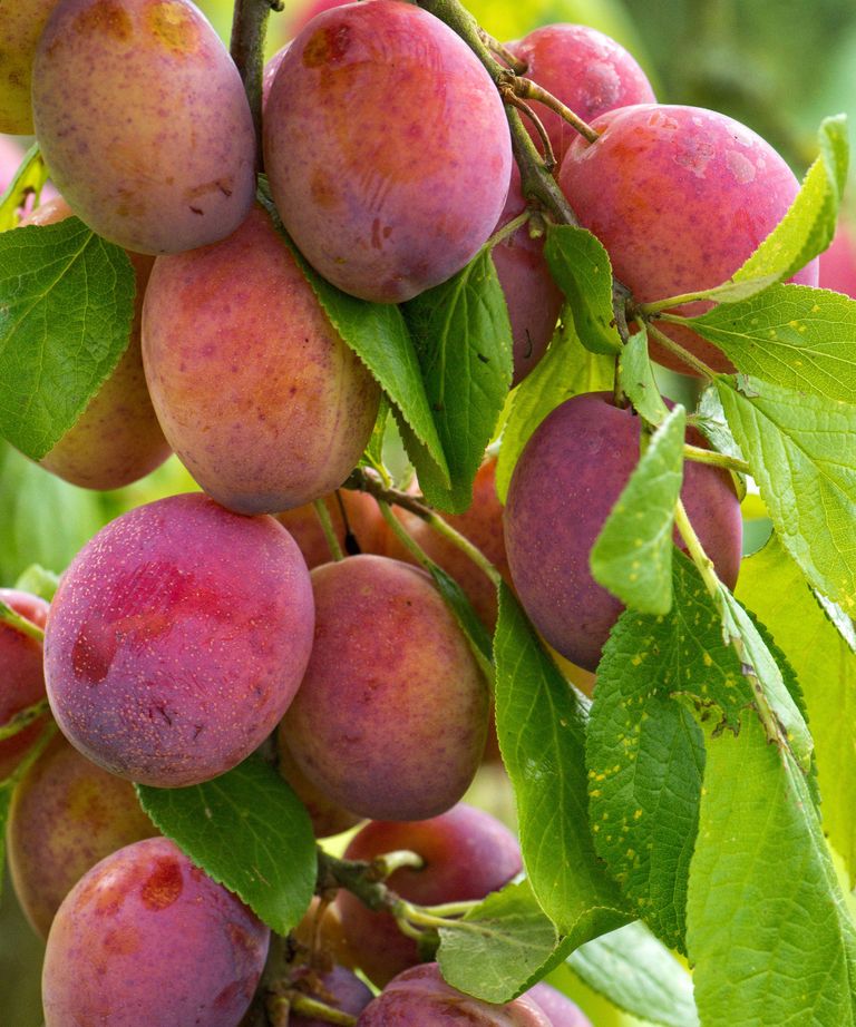 How to grow plums: tips on planting, growing and caring for plum trees ...