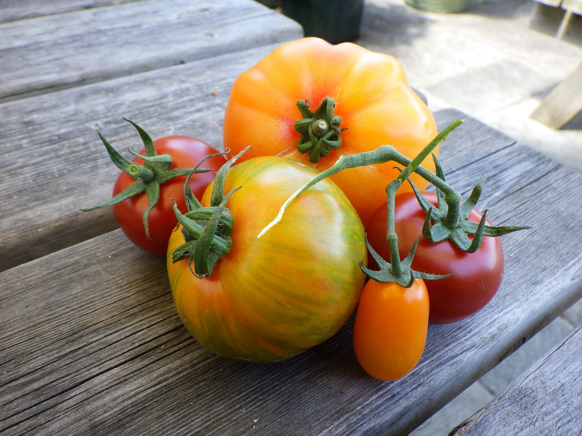 Pentax WG-90 review: the compact camera you can take ANYWHERE | Digital ...