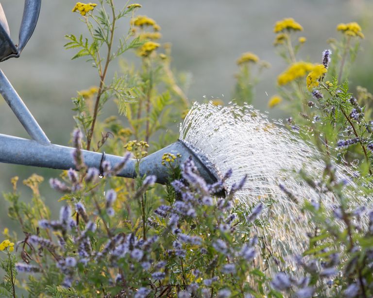 7 Garden Watering Mistakes That Harm Plants And Waste Water | Gardening ...