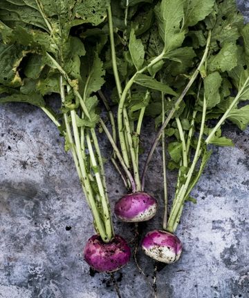 How to grow turnips from scraps in 5 quick and easy steps | Homes and ...