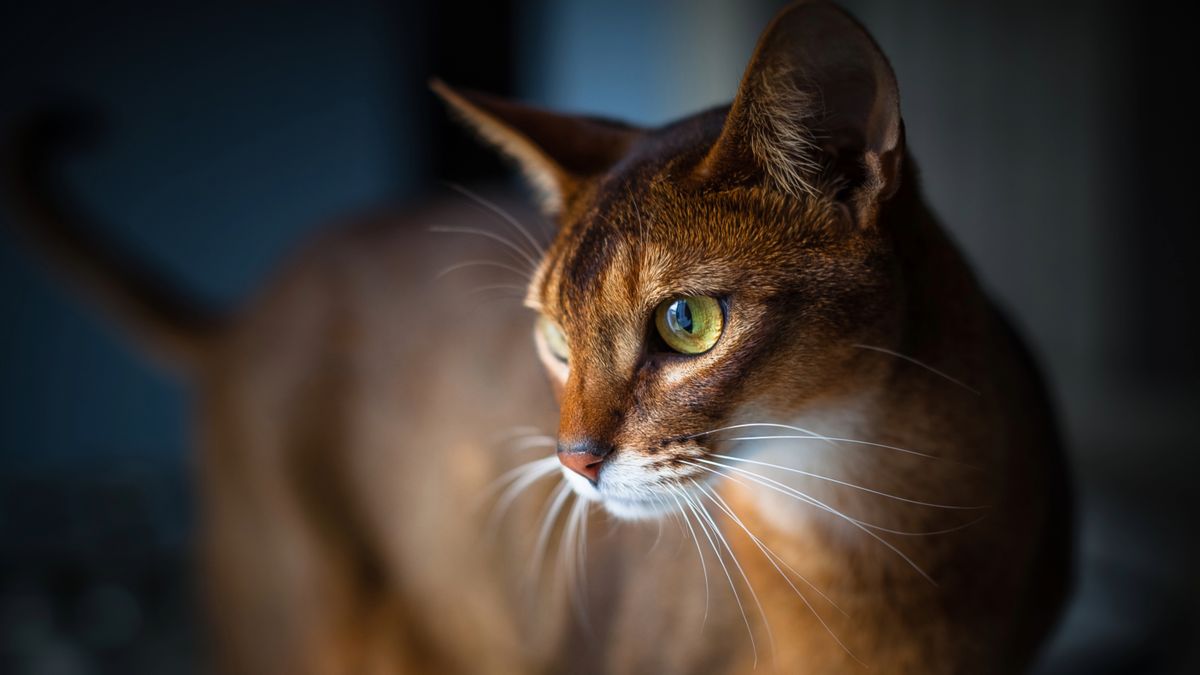 Shorthaired cat breeds that don't require daily grooming | PetsRadar