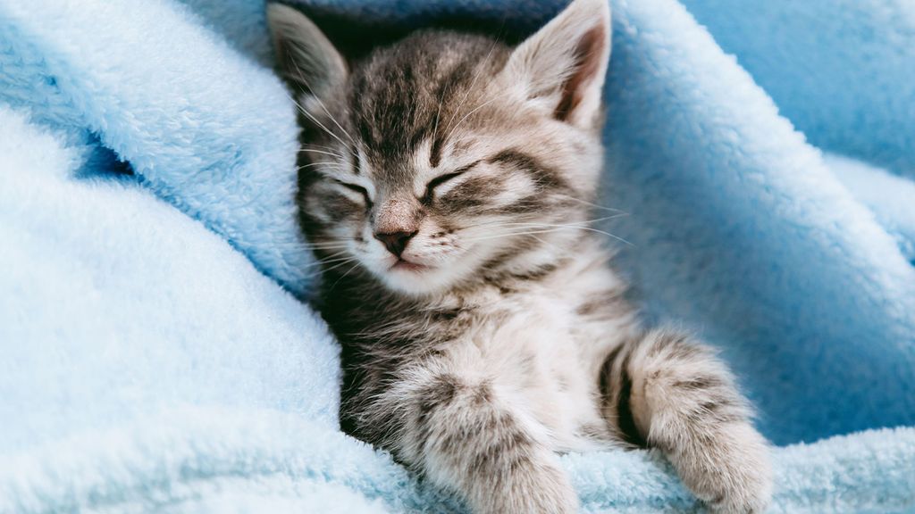 100+ male cat names and how to choose | PetsRadar