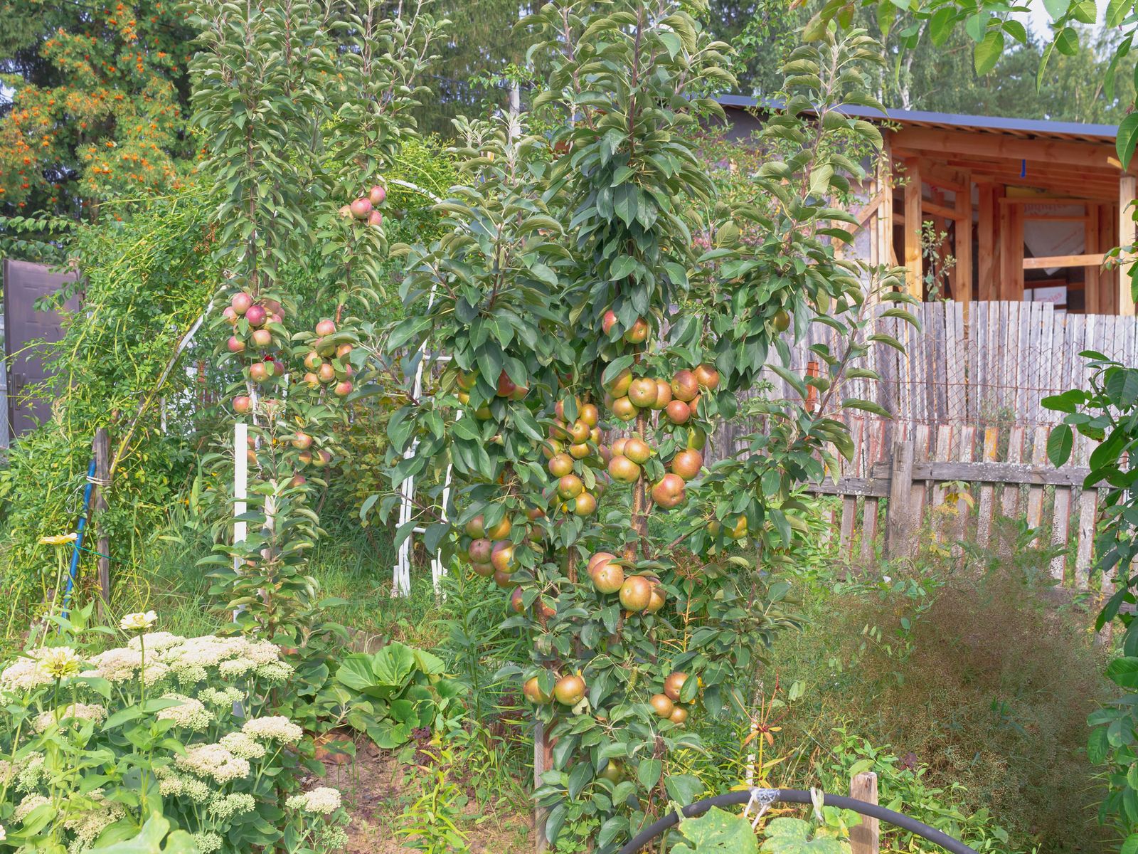 Spraying Fruit Trees — How (and When) to Protect From Pests | Livingetc