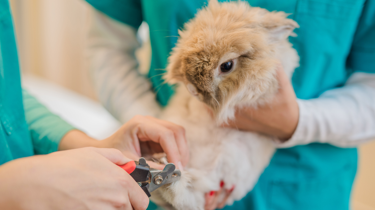 Vet explains how to cut rabbit nails (without hurting your bunny ...