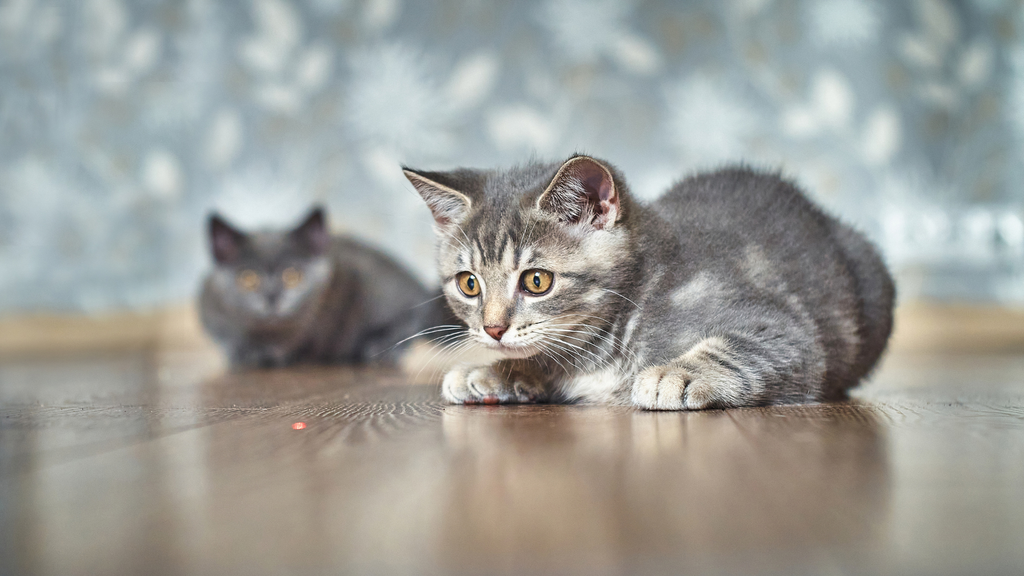 Why do cats chase lasers? An expert reveals the reason | PetsRadar