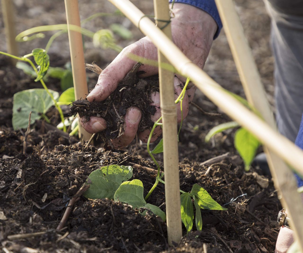 How to grow pinto beans - with some expert growing tips | Homes and Gardens