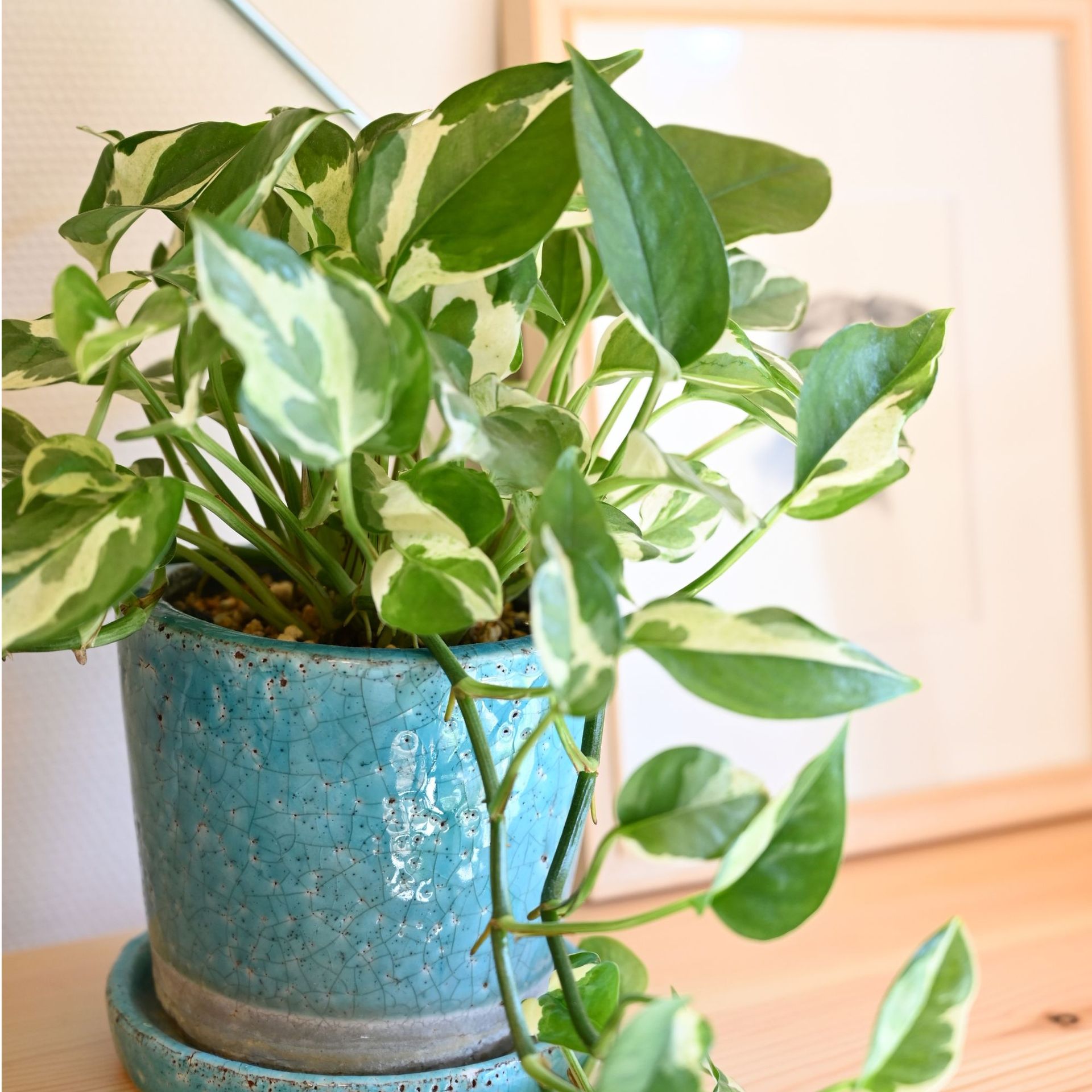 6 houseplants that can reduce the dust levels in your home | Ideal Home