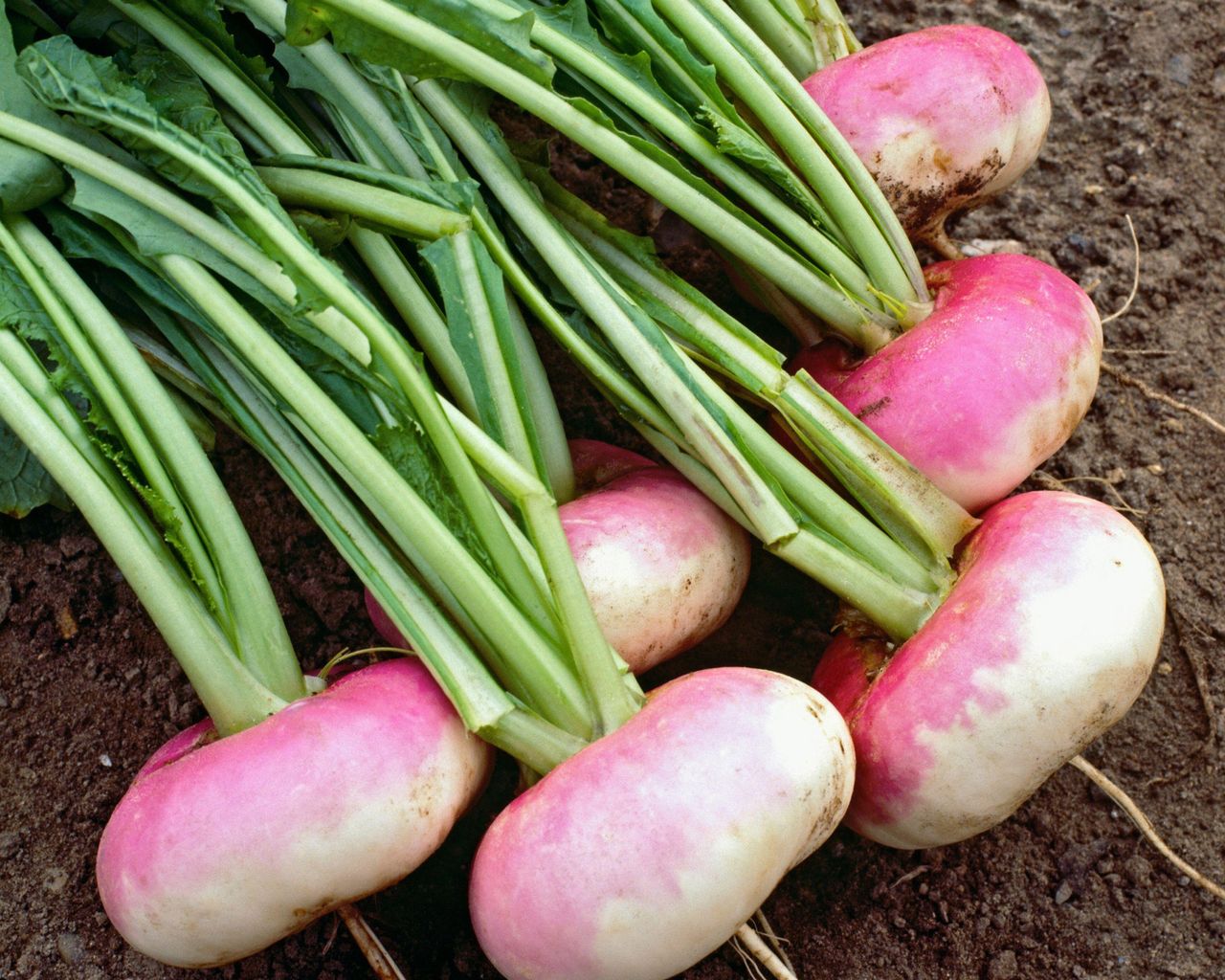 How to grow turnips: expert planting, growing and care tips | Gardeningetc