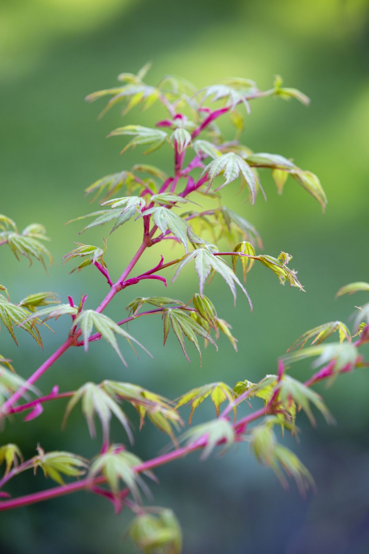 Japanese Acers: The ultimate guide to what to grow, how to grow it and ...