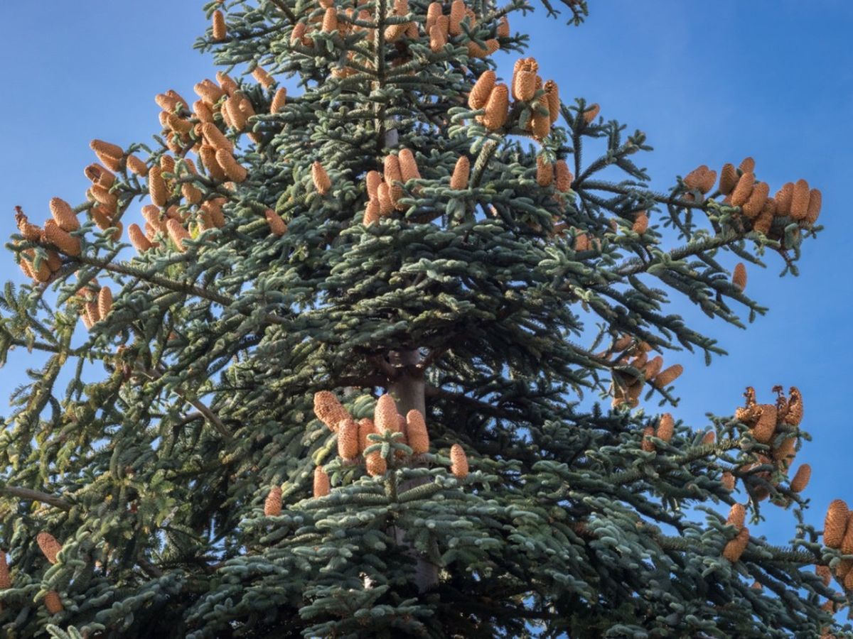 Noble Fir Growing - Tips On Planting A Noble Fir Tree | Gardening Know How