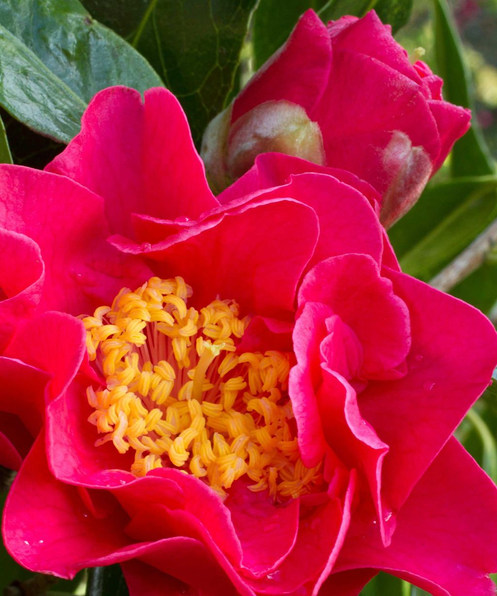 Types of camellias: 10 evergreen varieties for early color | Homes and ...