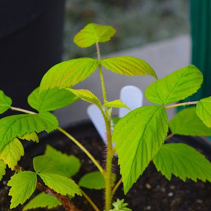 How to grow raspberries from shop-bought fruit | Ideal Home