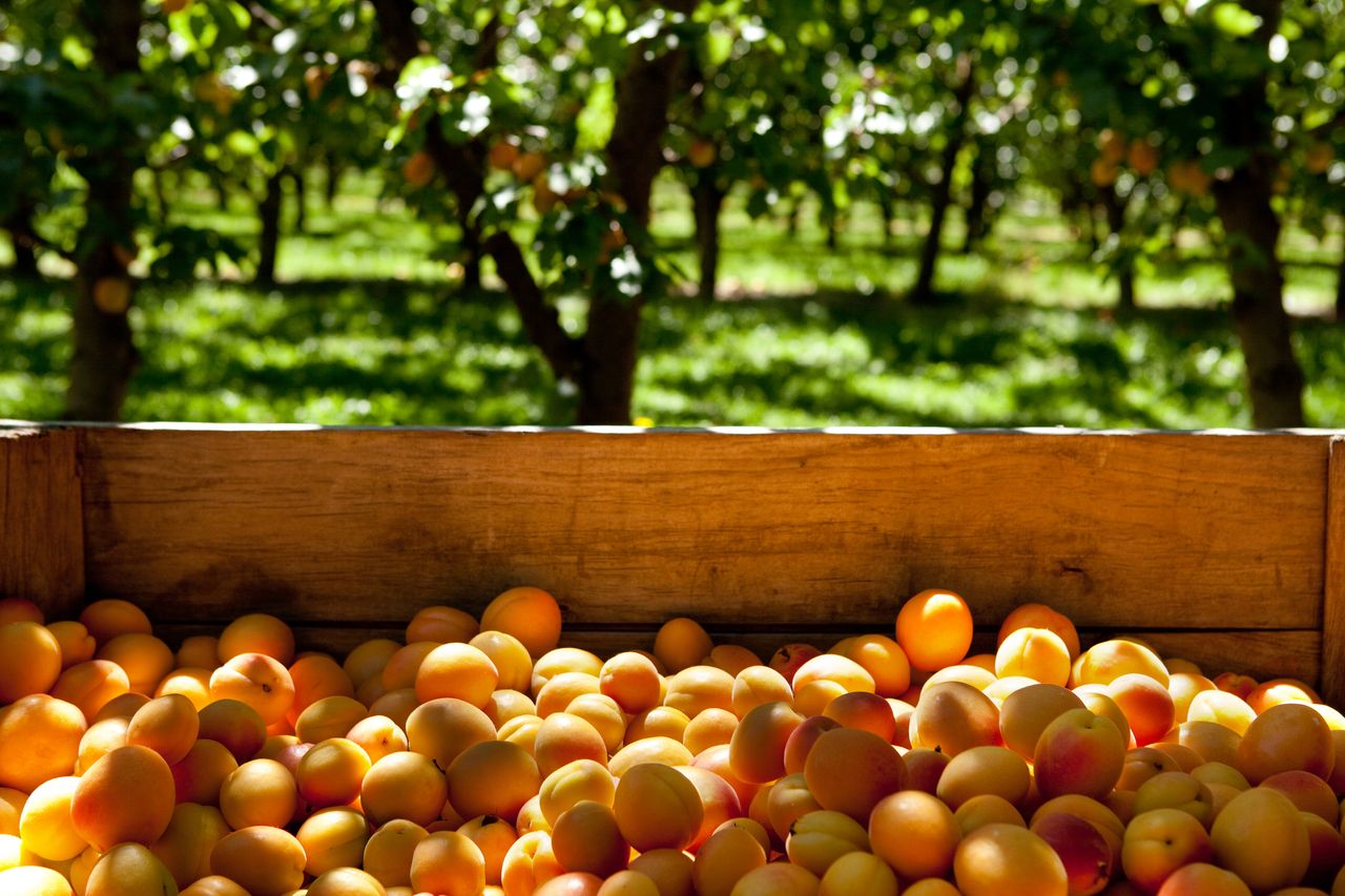 Seasonal food calendar: What fruit and veg is in season now? | GoodtoKnow