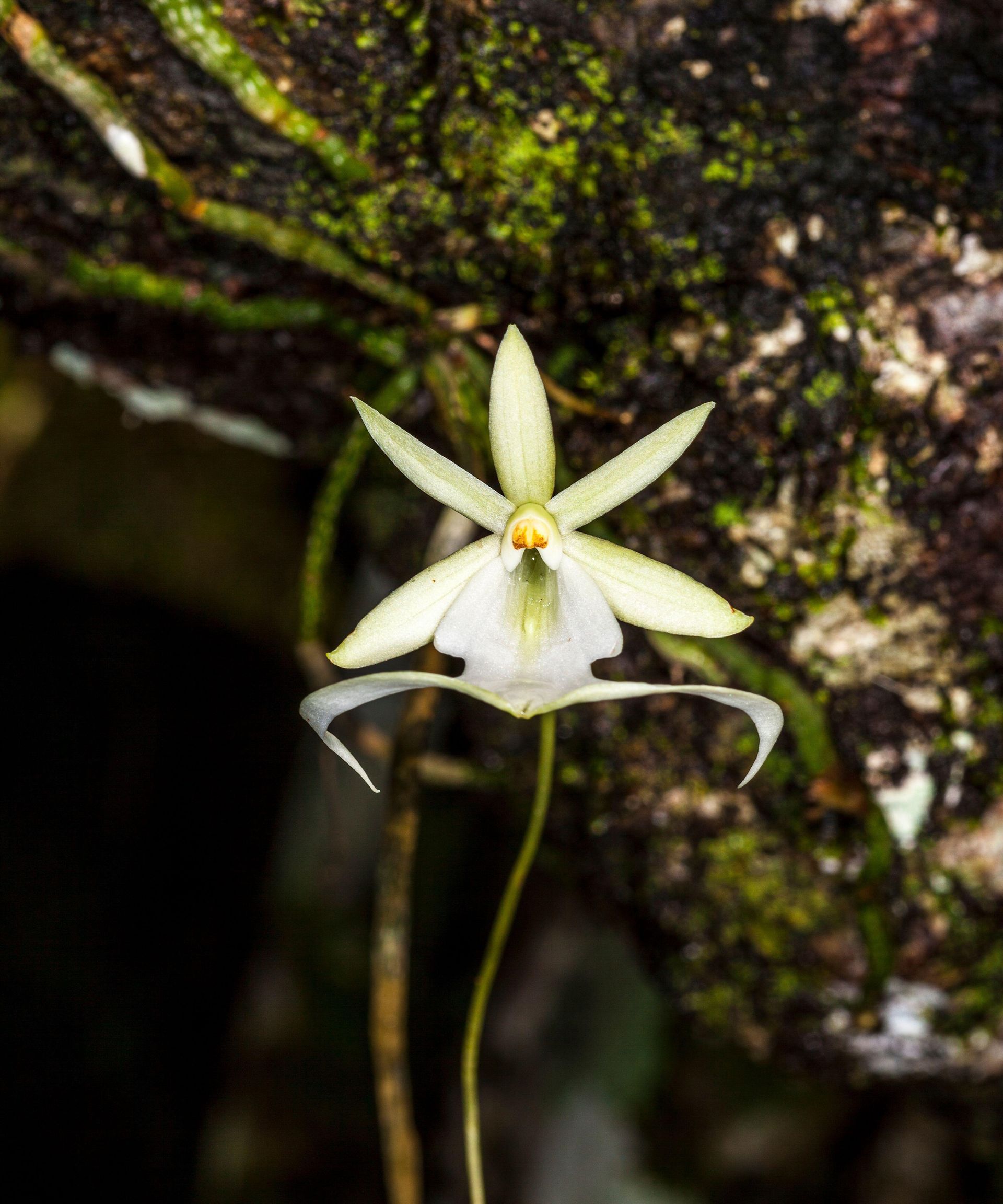 What is a ghost orchid? Experts reveal all with growing tips | Homes ...