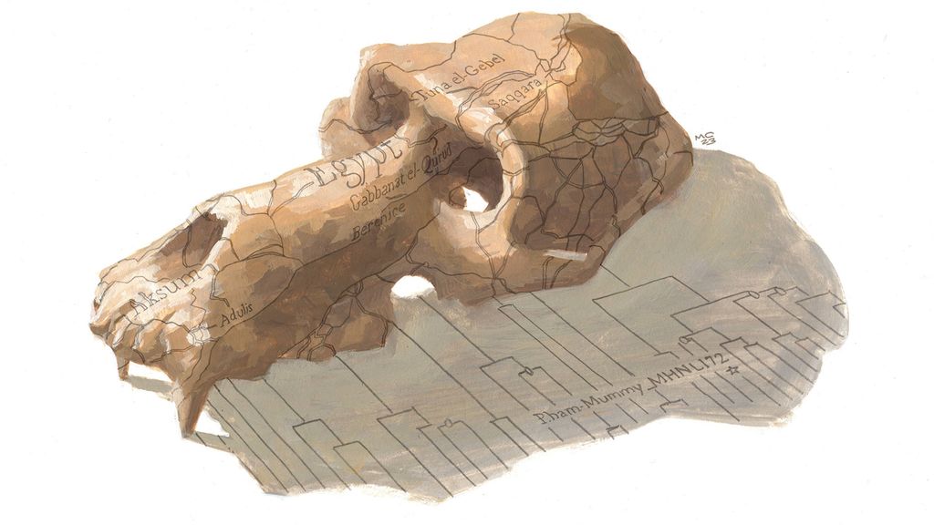 Baboon mummy DNA from ancient Egypt reveals location of mysterious port ...