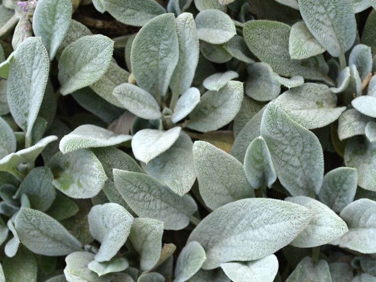 Silver Foliage Plants For Your Garden | Gardening Know How