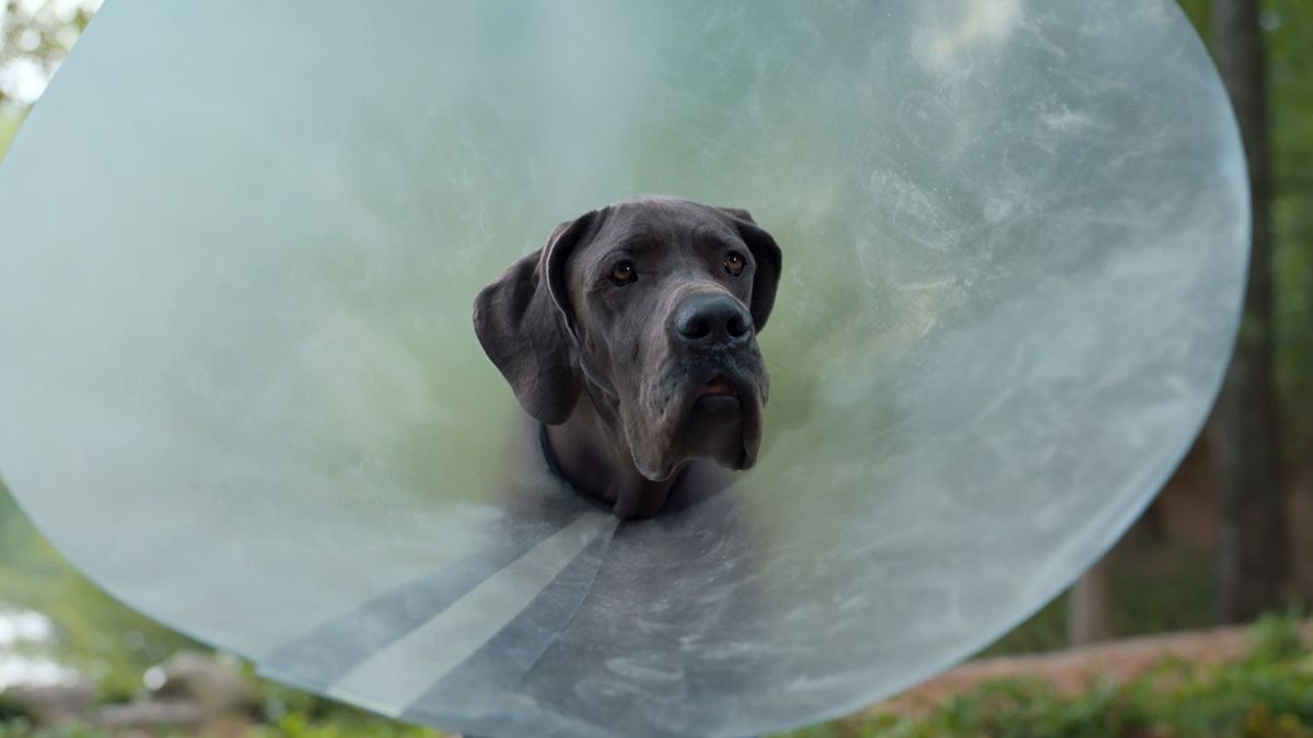 Meet the Strays cast: who voices the dogs in the comedy | What to Watch