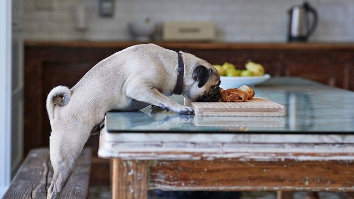 Ten of the hardest dogs to train | PetsRadar