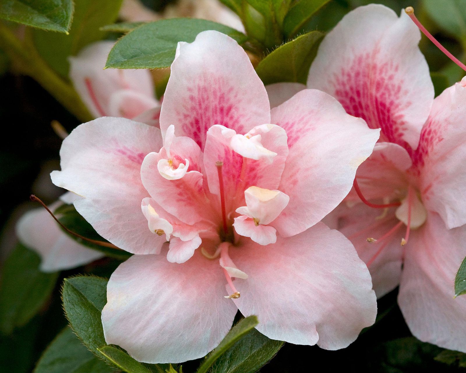 Azaleas care and growing guide: how to grow these shrubs | Gardeningetc