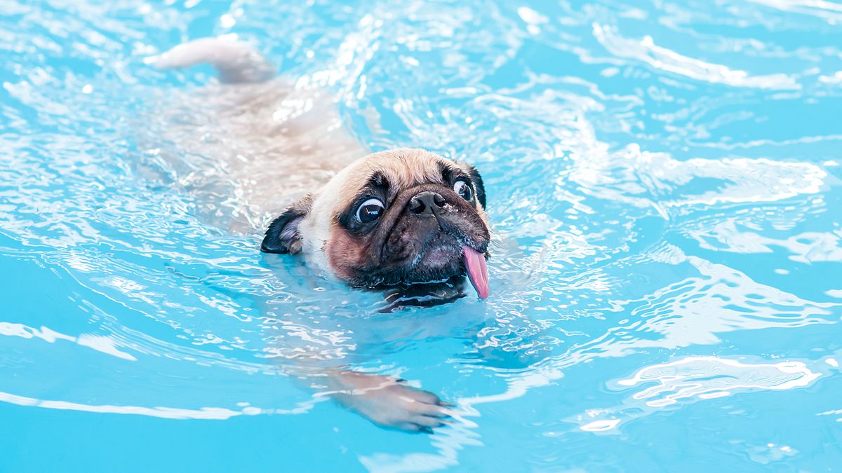 8 dog breeds that can’t swim | PetsRadar