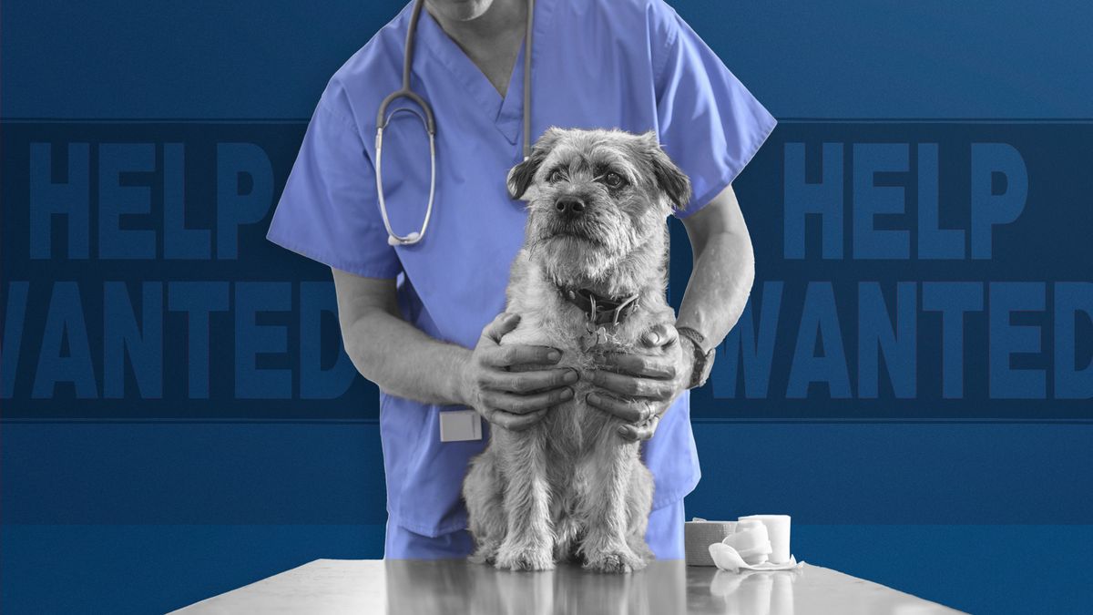 Pandemic accelerates U.S. veterinarian shortage | The Week