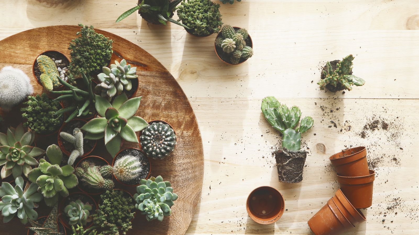 How to revive a succulent in 6 easy steps | Homes and Gardens