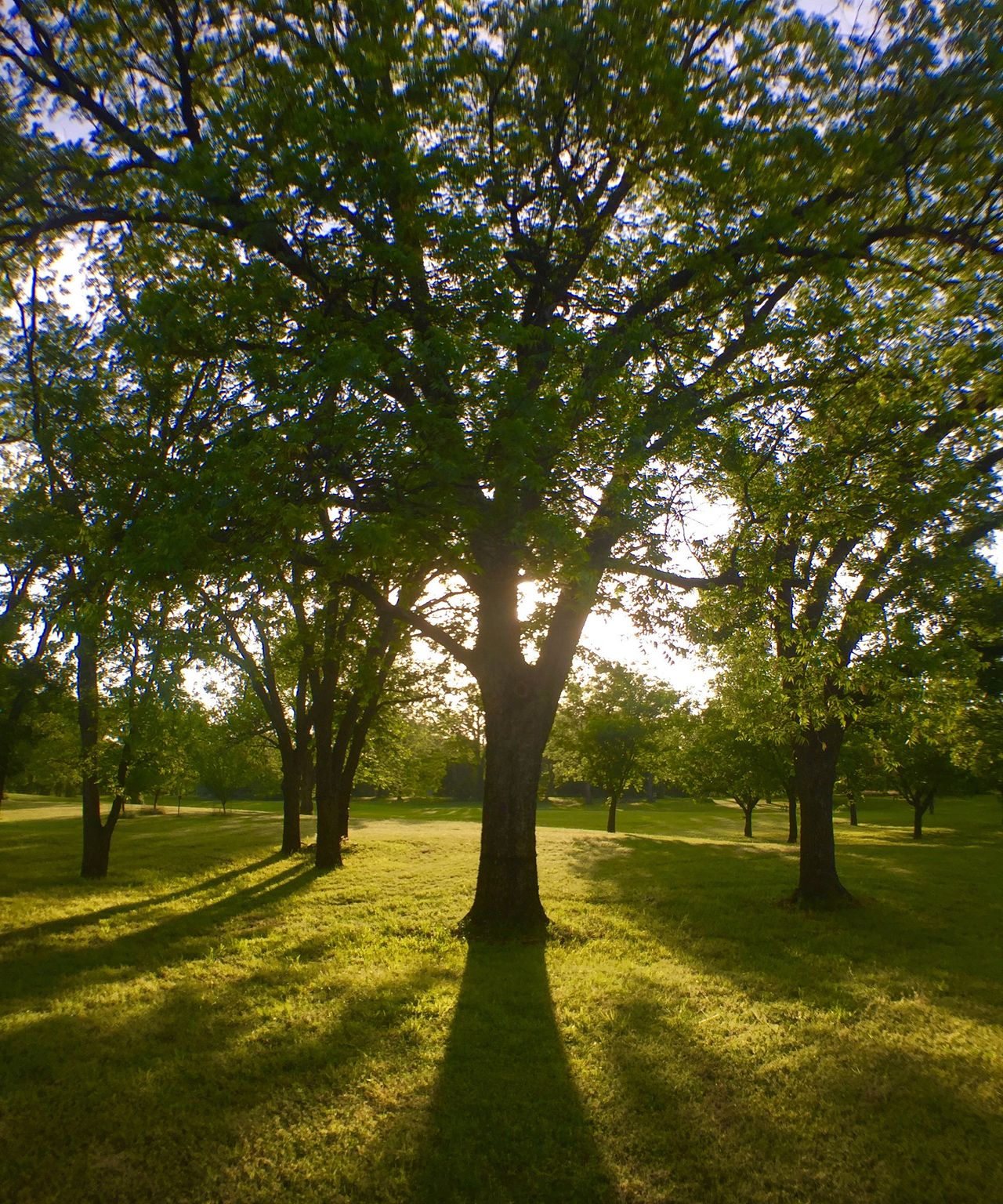 Pecan tree care and growing guide: expert tips for success | Gardeningetc