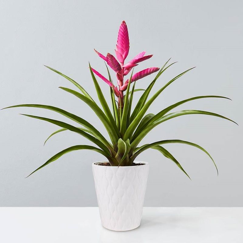 How to care for bromeliads after flowering | Homes and Gardens