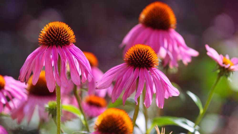 7 disease-resistant plants to grow | Tom's Guide