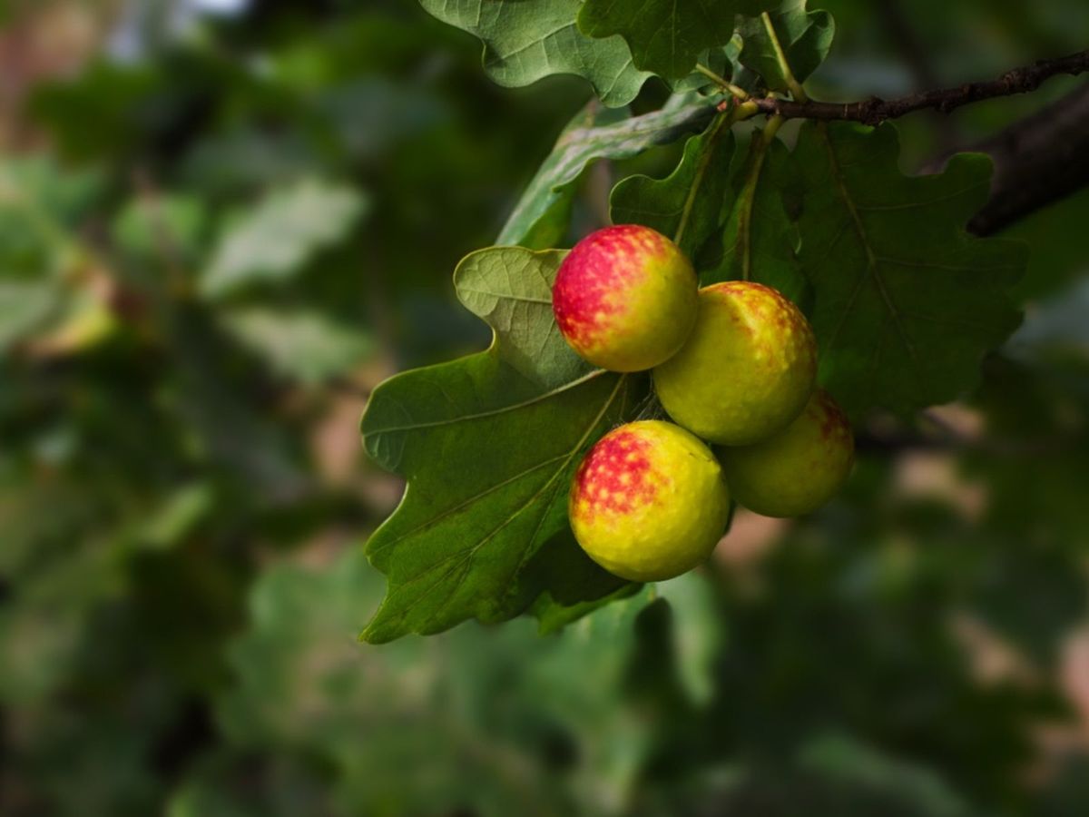 What Are Oak Galls - Learn About Oak Apple Gall Treatment | Gardening ...