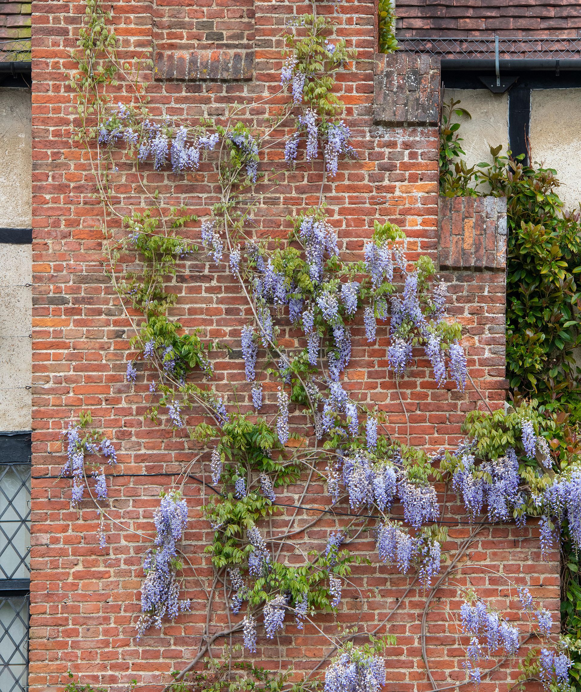 How to grow wisteria: where to plant this flowering climber | Homes and ...