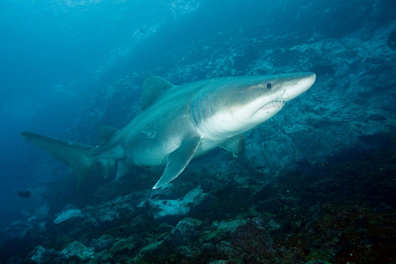 A complete guide to the sharks you'll find in the seas of Britain (and ...