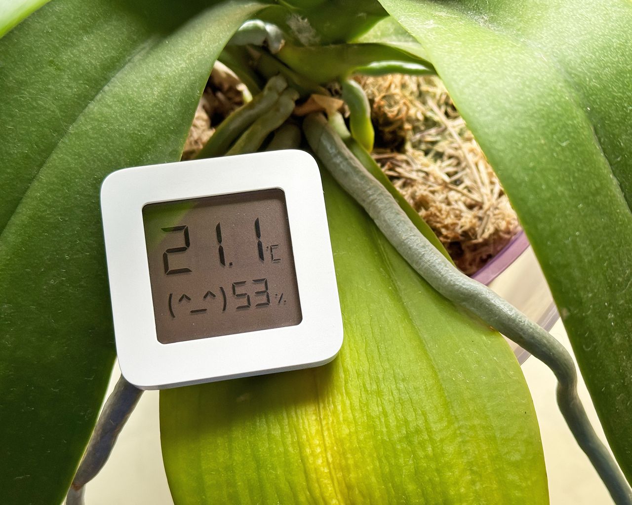 How Much Humidity Do Orchids Need To Thrive? | Gardening Know How