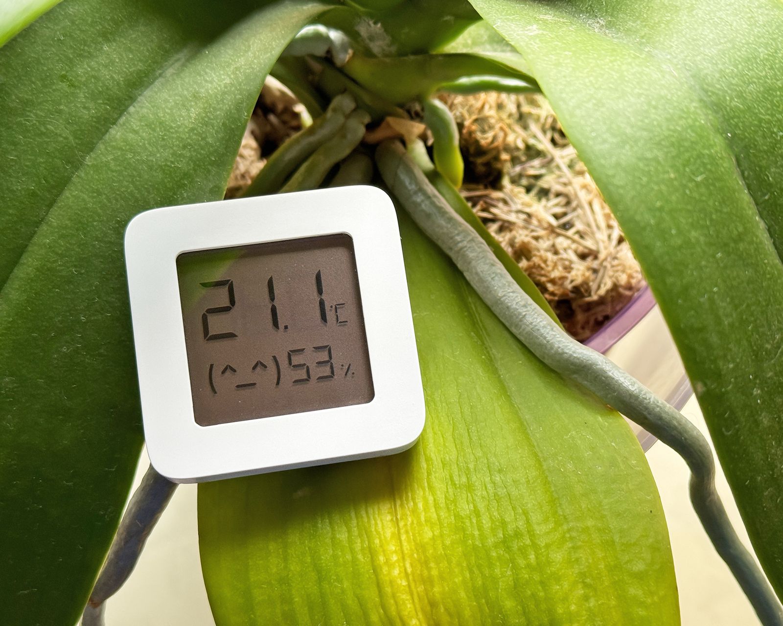 How Much Humidity Do Orchids Need To Thrive? | Gardening Know How