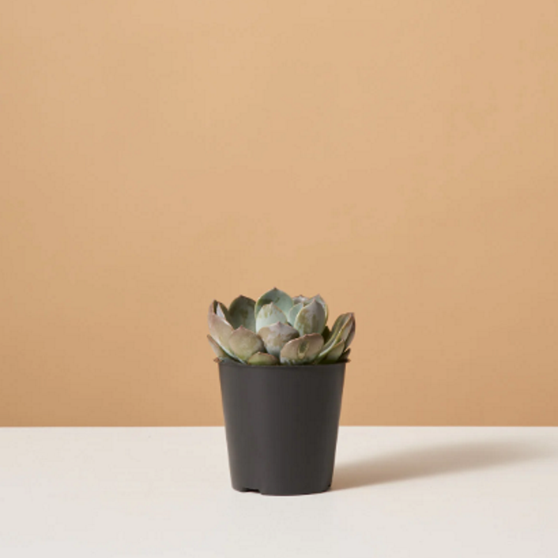 Best blue houseplants to create a calm indoor environment | Homes and ...