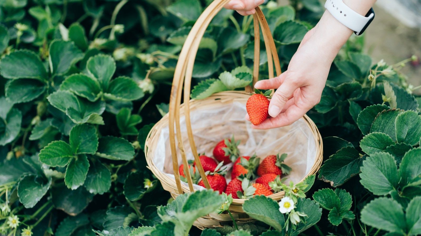 How to pick strawberries: expert tips to harvest safely