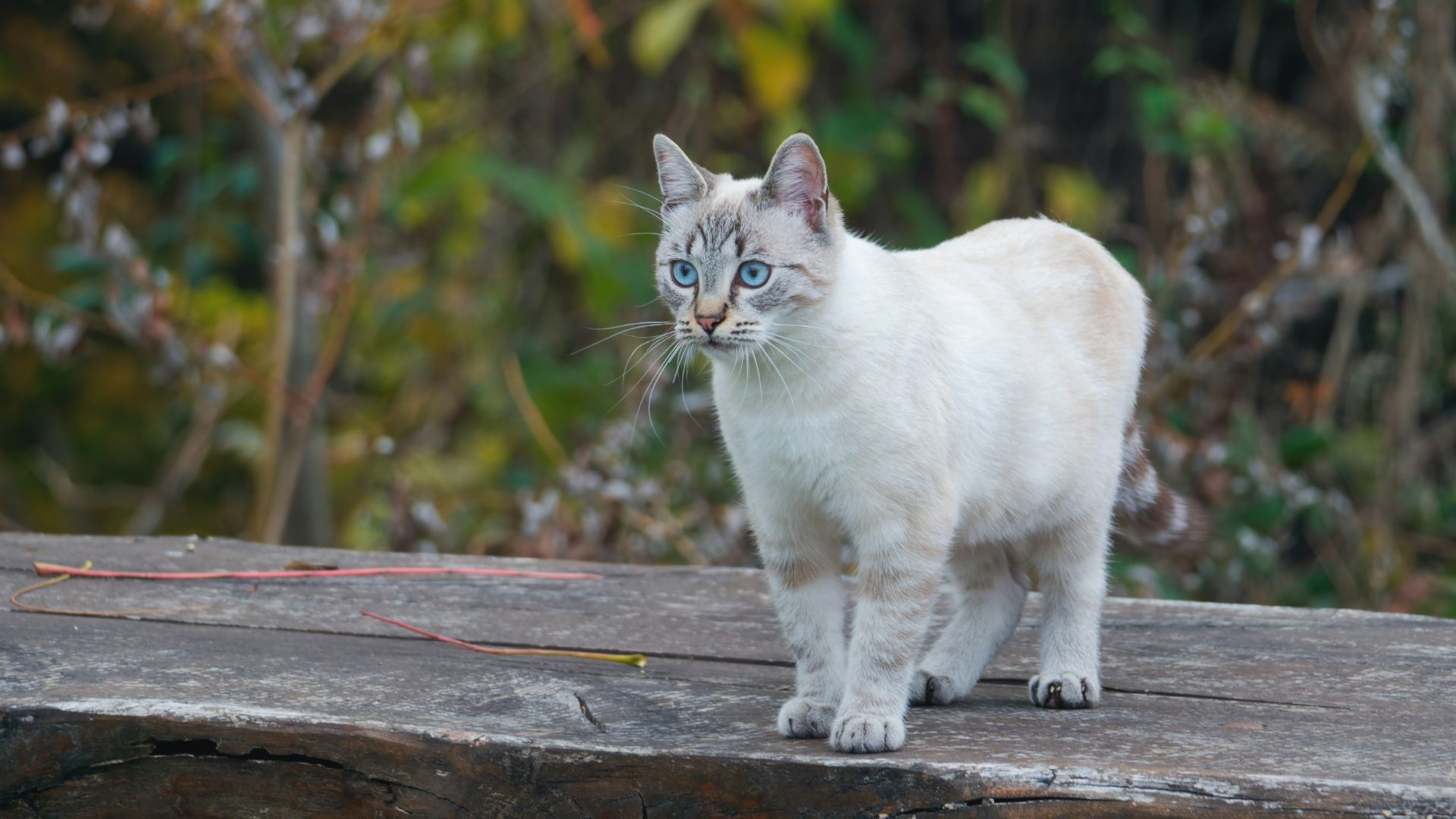 13 rare cat breeds you’ve probably not heard of | PetsRadar