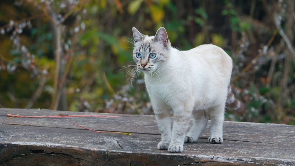 13 rare cat breeds you’ve probably not heard of | PetsRadar