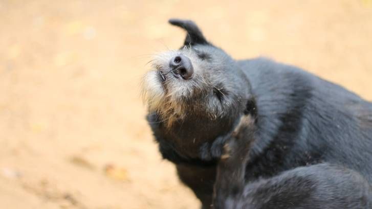 Mites on dogs: Vet's guide to symptoms and treatment | PetsRadar