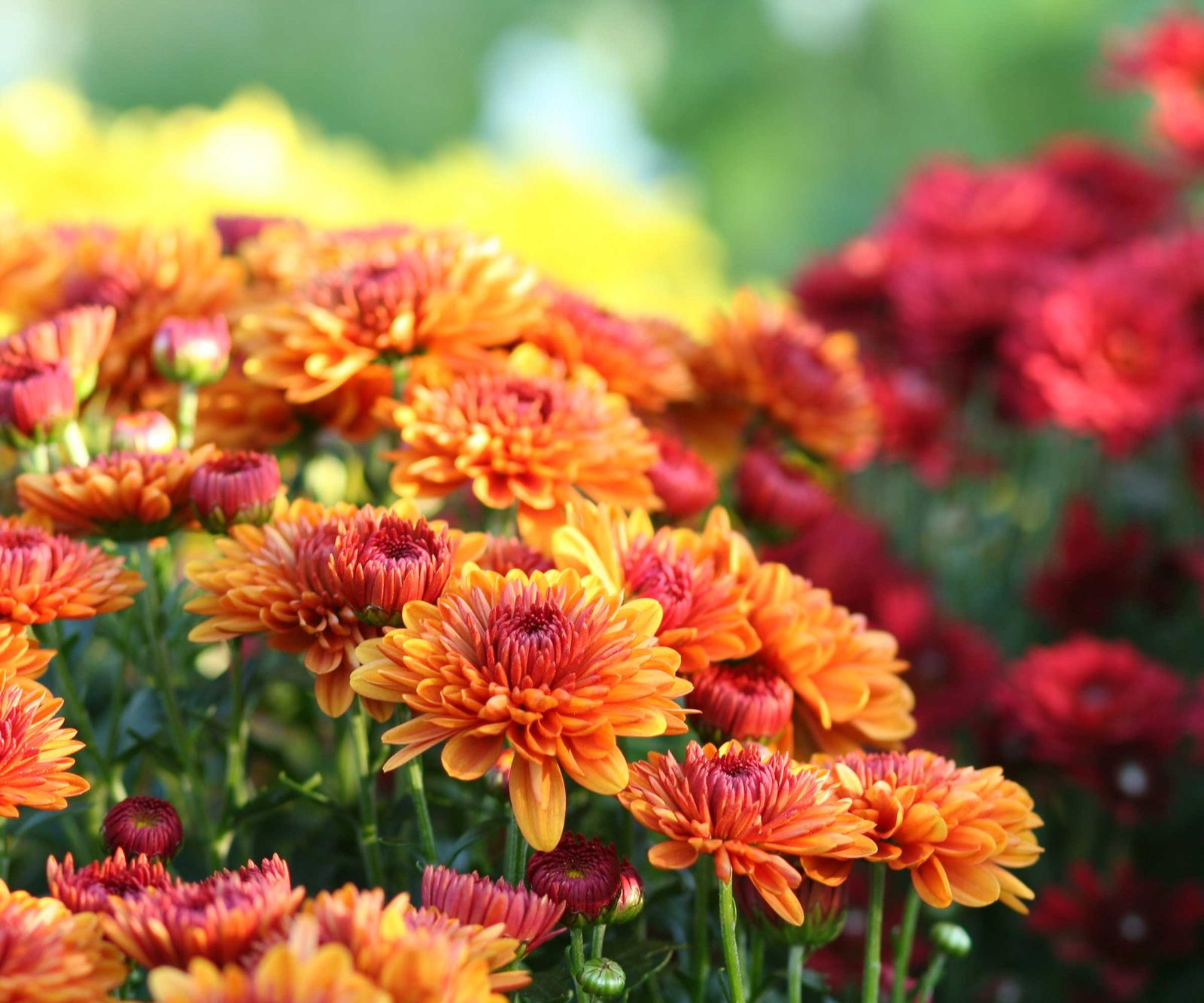 How to winterize mums: advice to protect fall favorites | Homes and Gardens