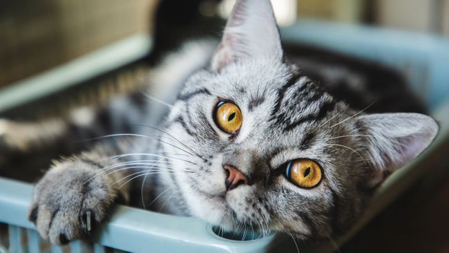 Shorthaired cat breeds that don't require daily grooming | PetsRadar