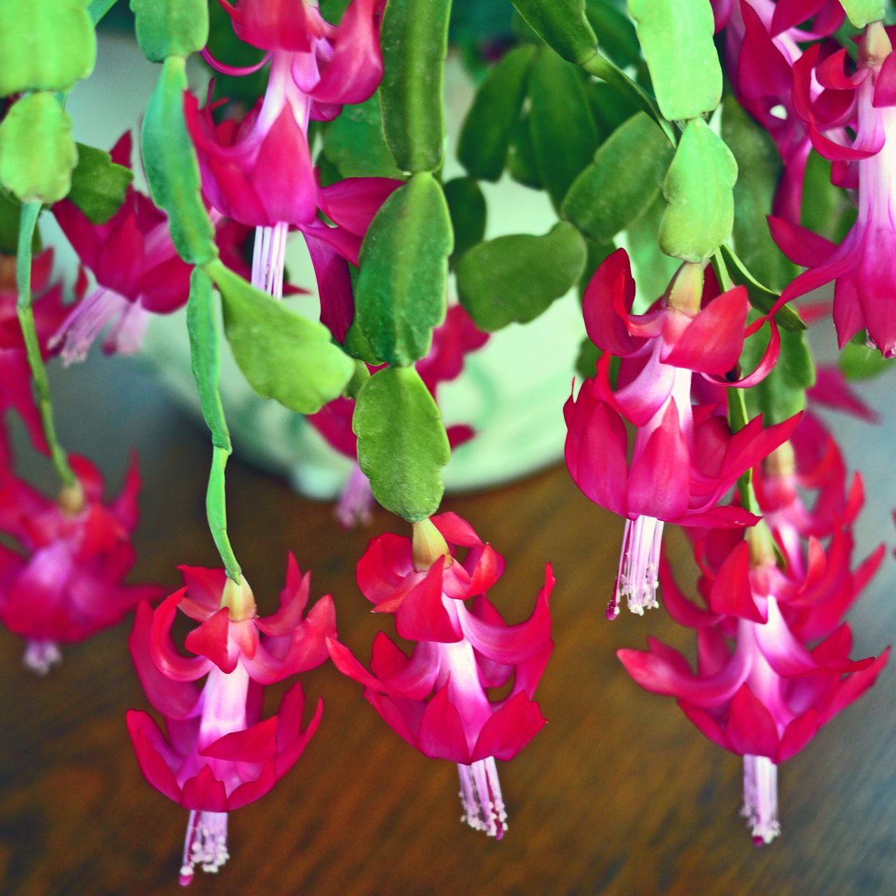 Tips & Information about Christmas Cactus | Gardening Know How