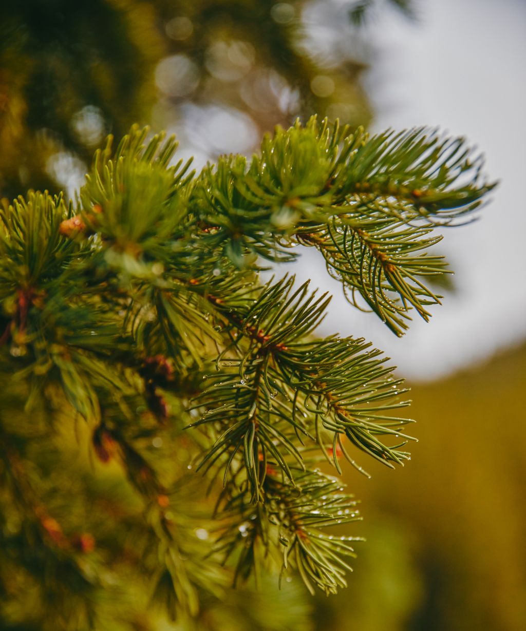 Balsam fir care and growing guide | Homes and Gardens
